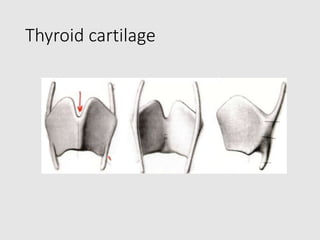 Thyriod gland anatomy and physiology | PPTX