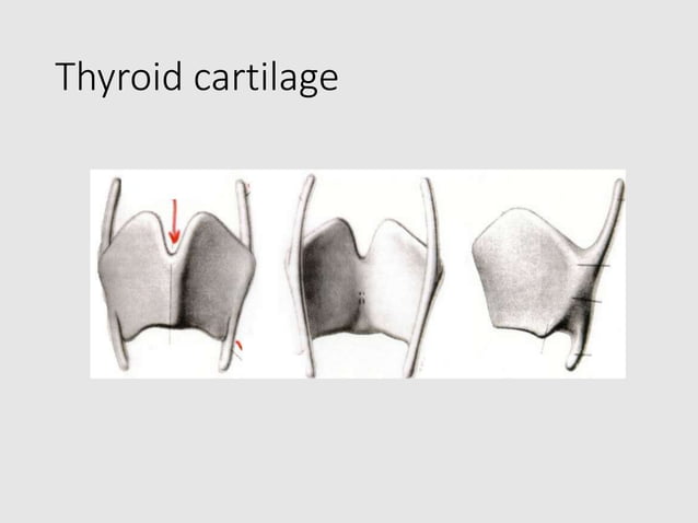 Thyriod gland anatomy and physiology | PPTX