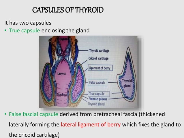 Thyriod gland anatomy and physiology | PPTX
