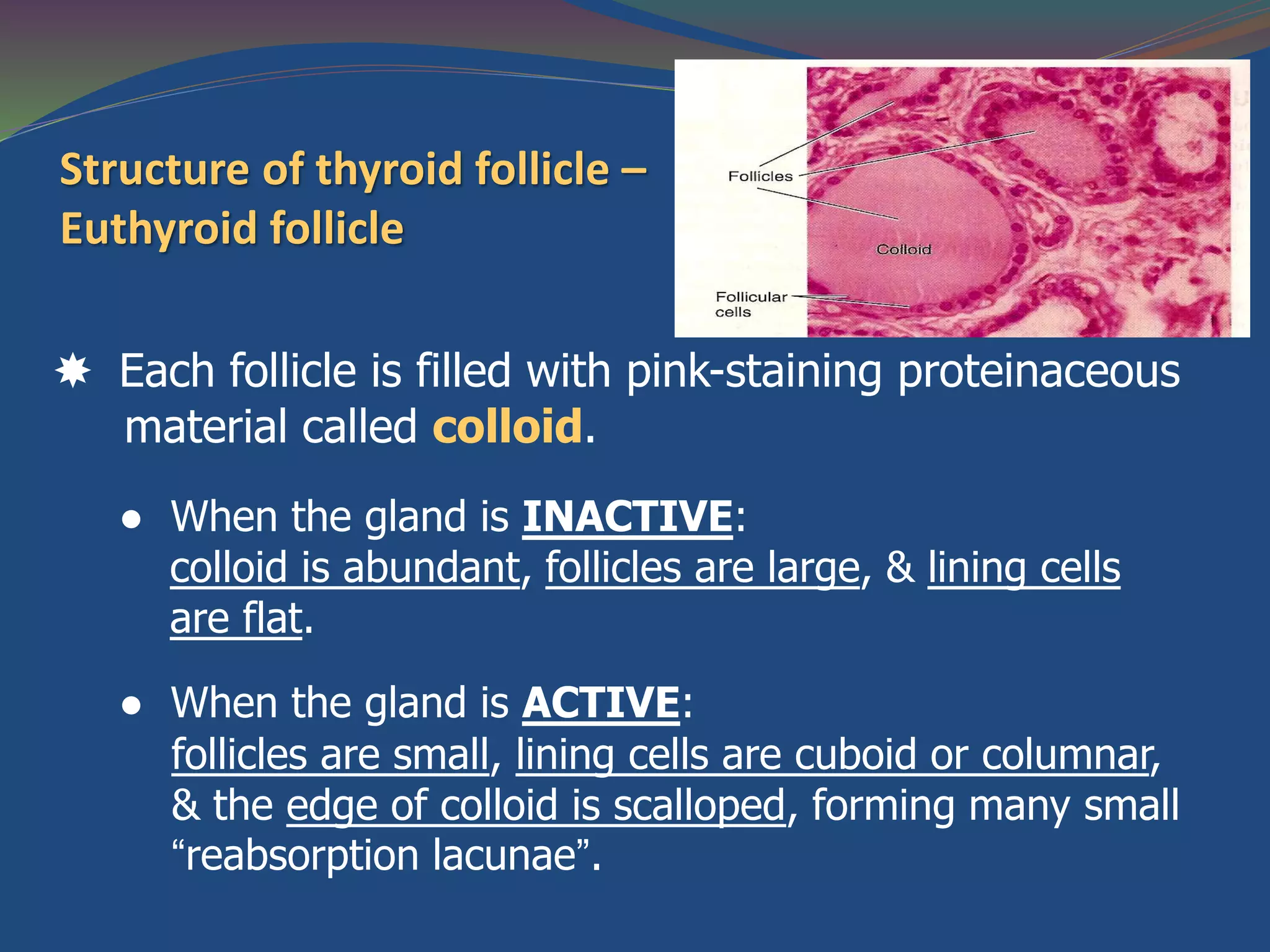 Thyriod gland anatomy physiology and pathology | PPTX