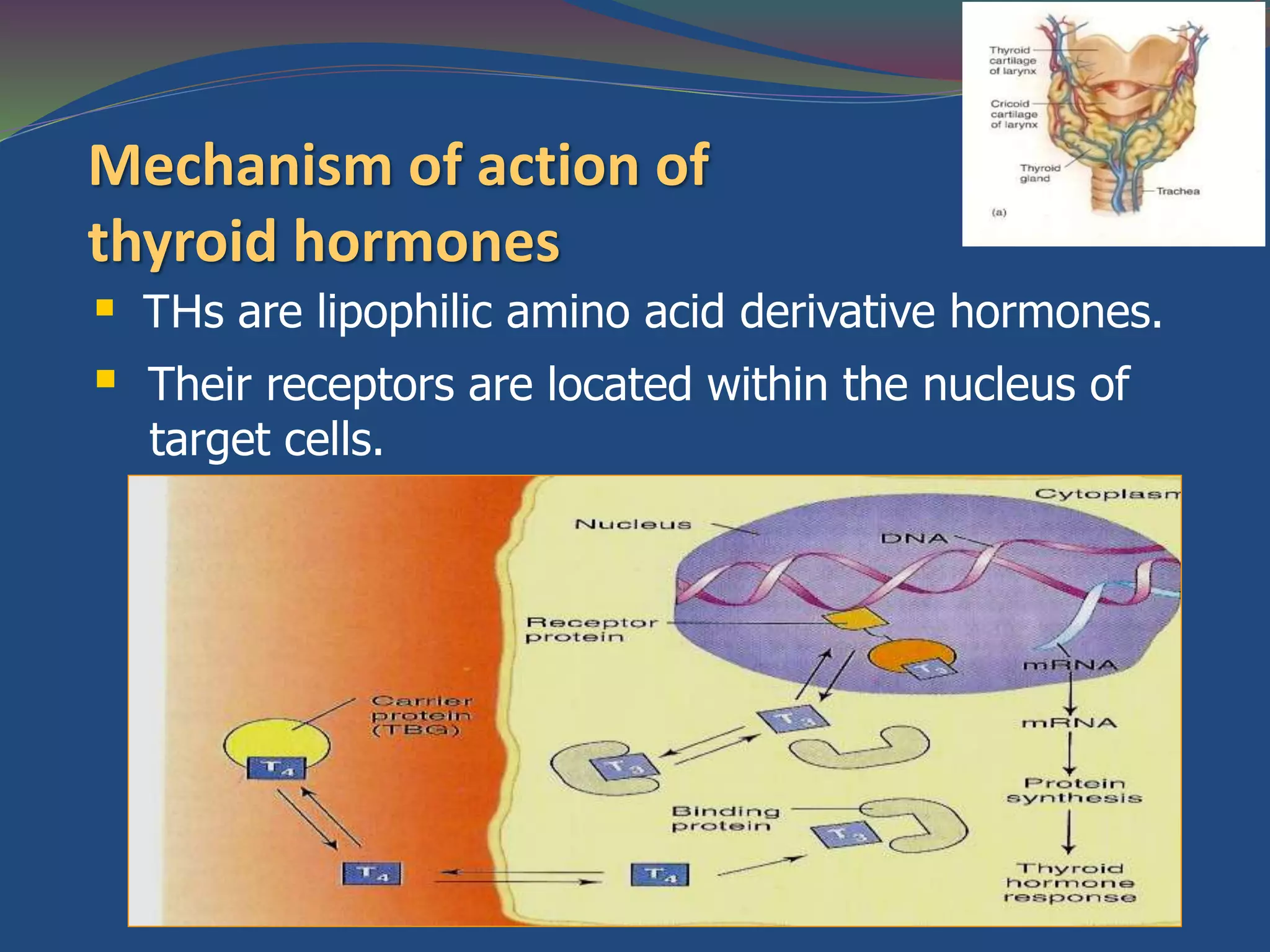 Thyriod gland anatomy physiology and pathology | PPTX