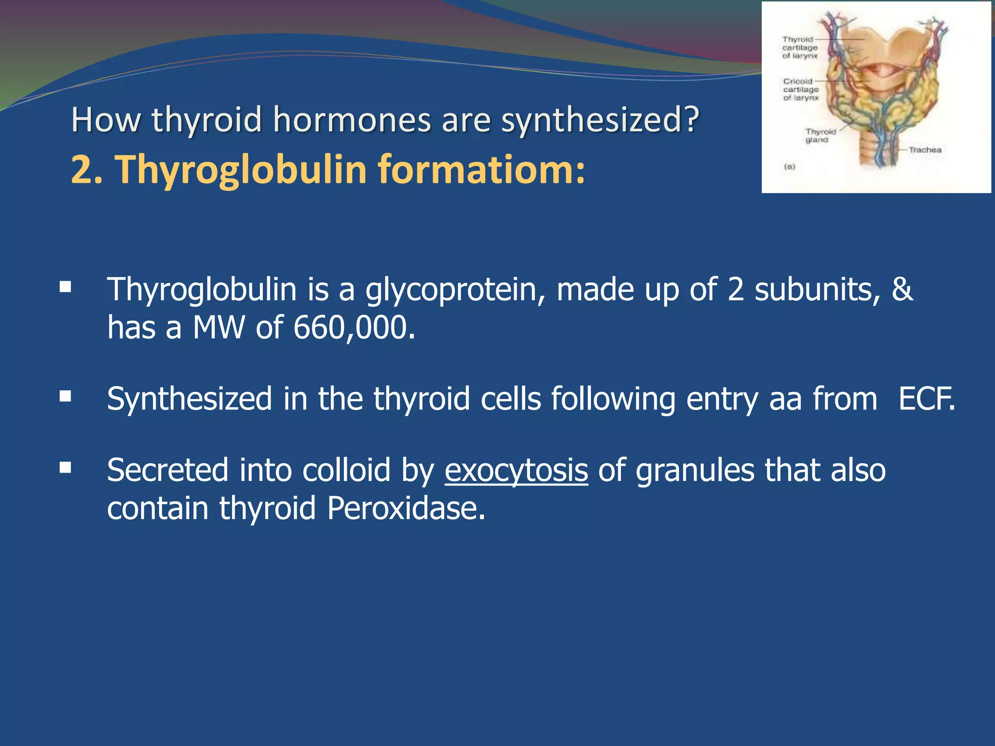 Thyriod gland anatomy physiology and pathology | PPTX