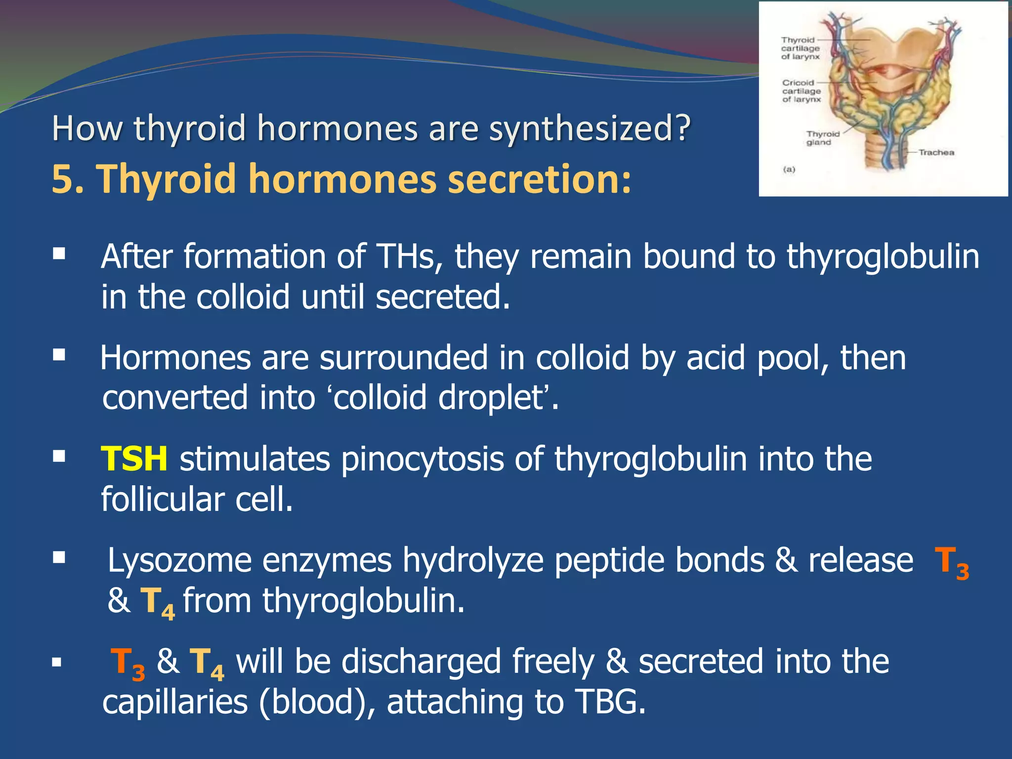 Thyriod gland anatomy physiology and pathology | PPTX