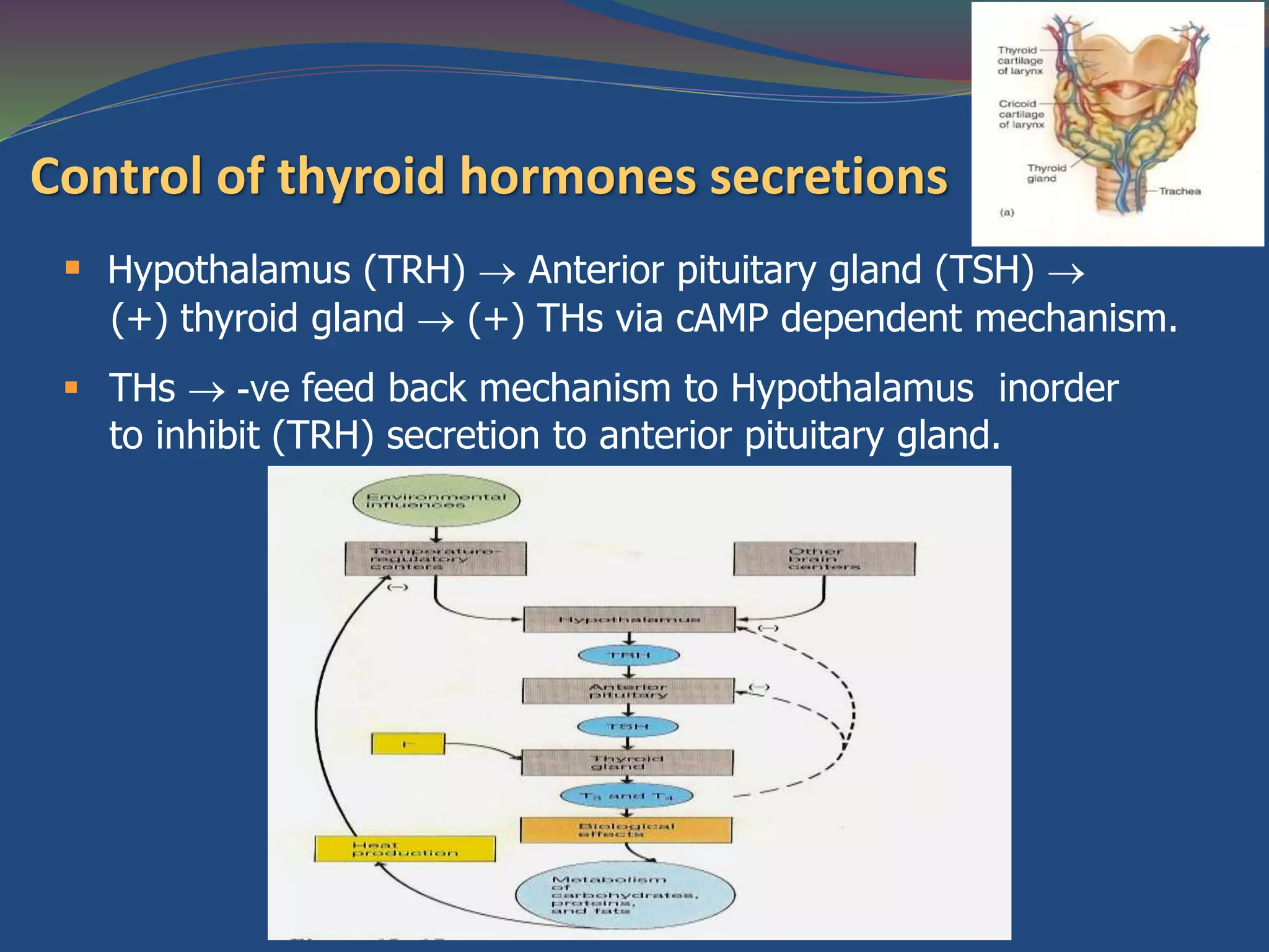 Thyriod gland anatomy physiology and pathology | PPTX