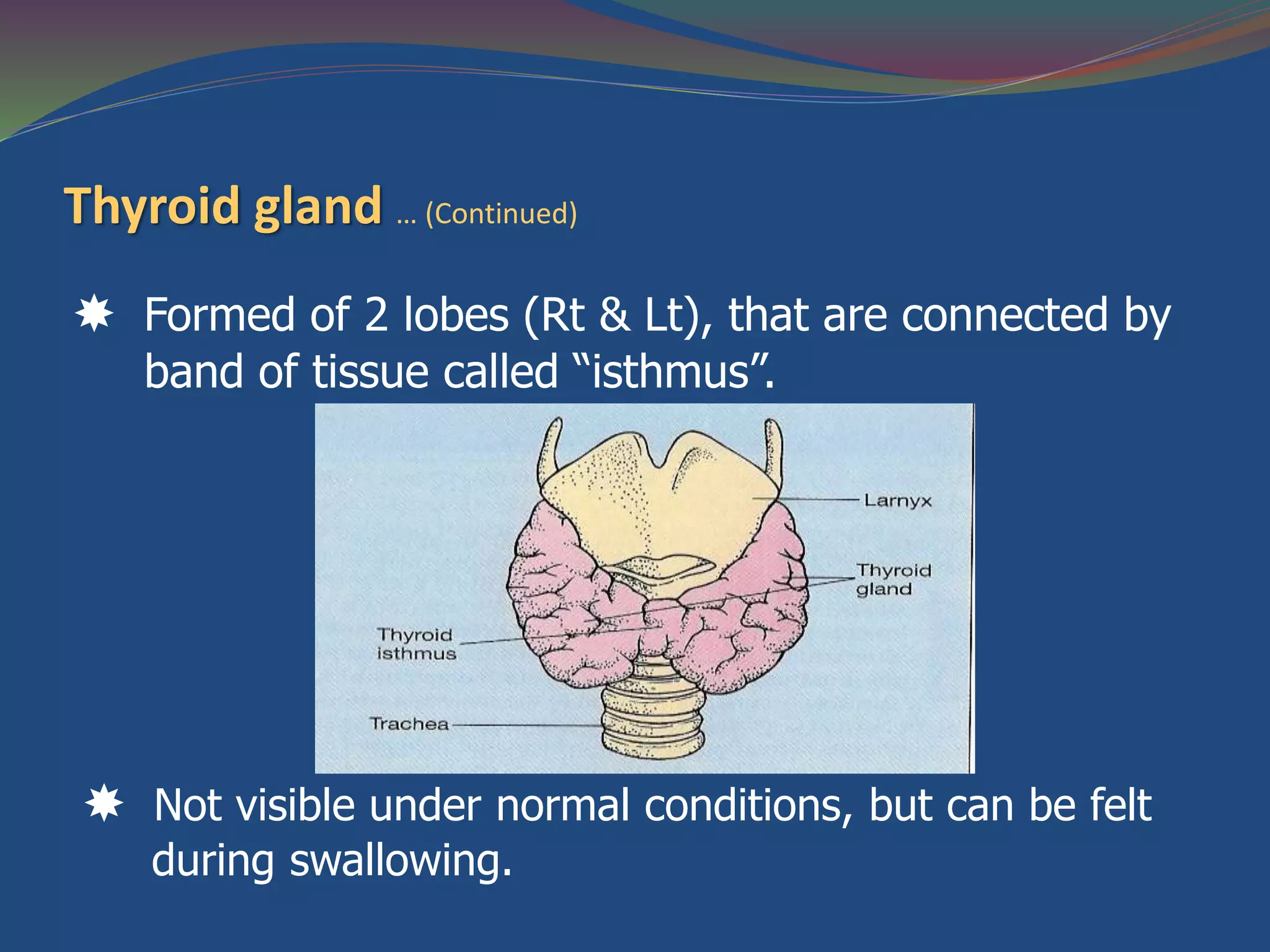 Thyriod gland anatomy physiology and pathology | PPTX