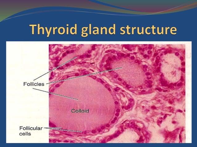 Thyriod gland anatomy physiology and pathology | PPTX | Thyroid ...