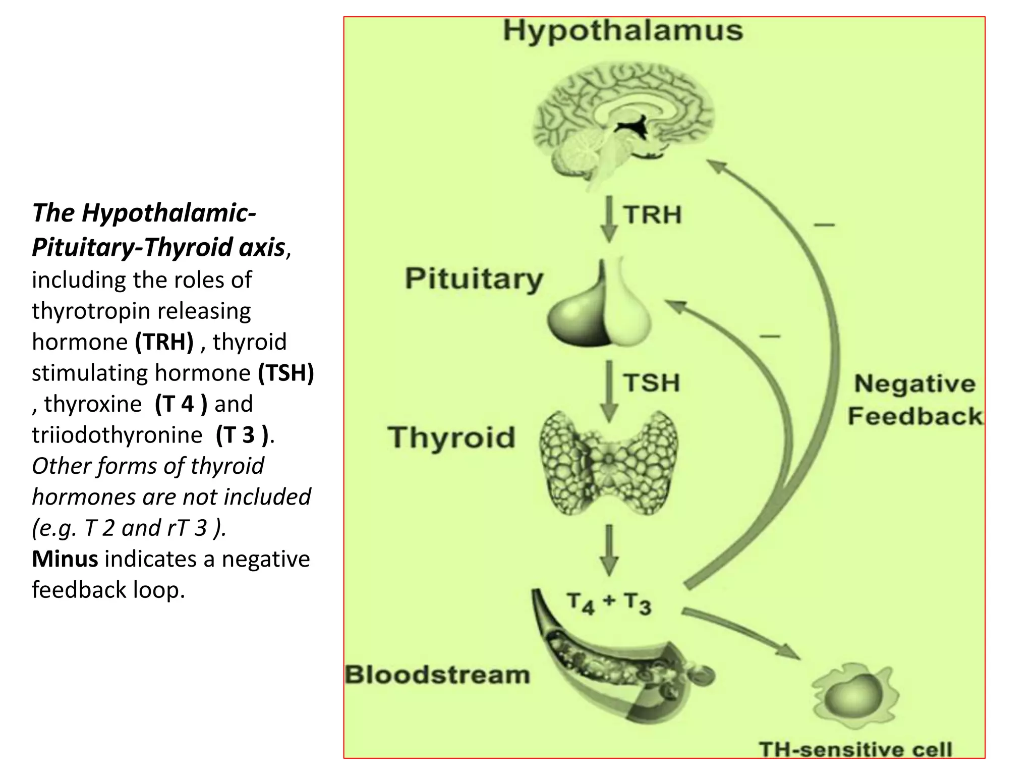 Thyroid Hormones and Cardiovascular Function and Diseases | PPTX