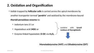 thyroid hormones and thyroid inhibitors | PPT