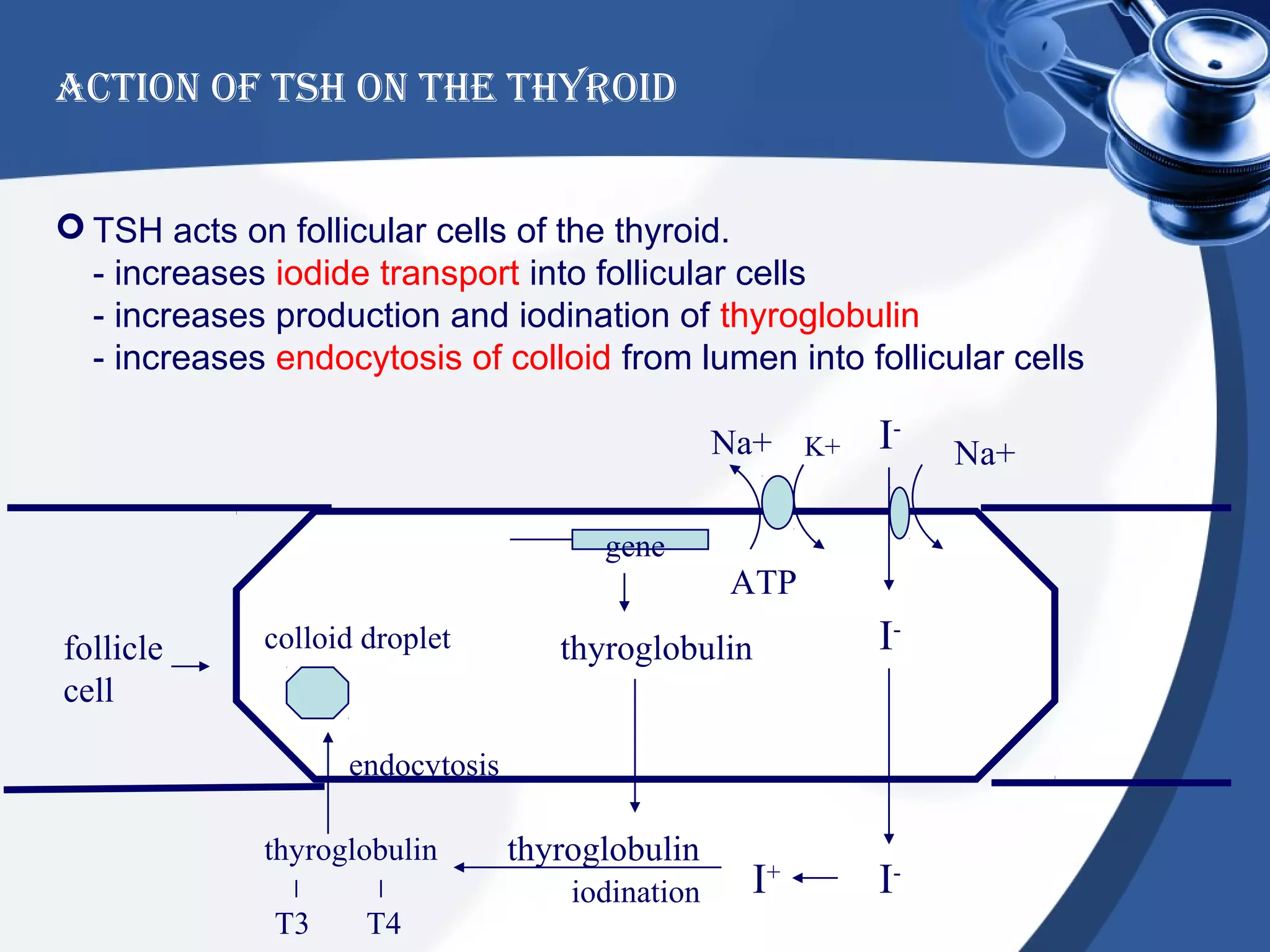Thyroid Hormone | PPT