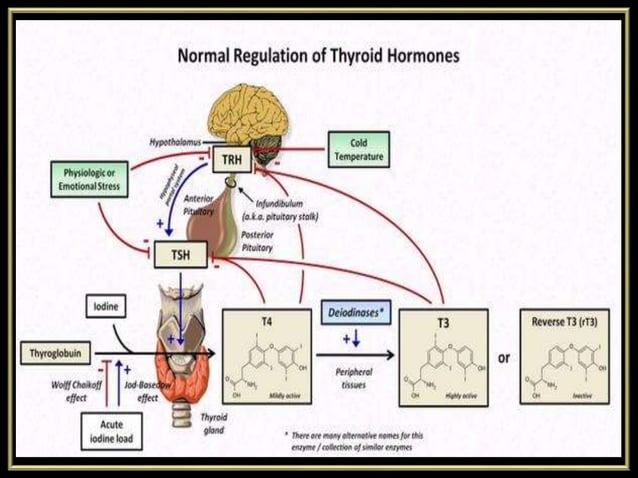 Review of Thyroid Dysfunction | PPT