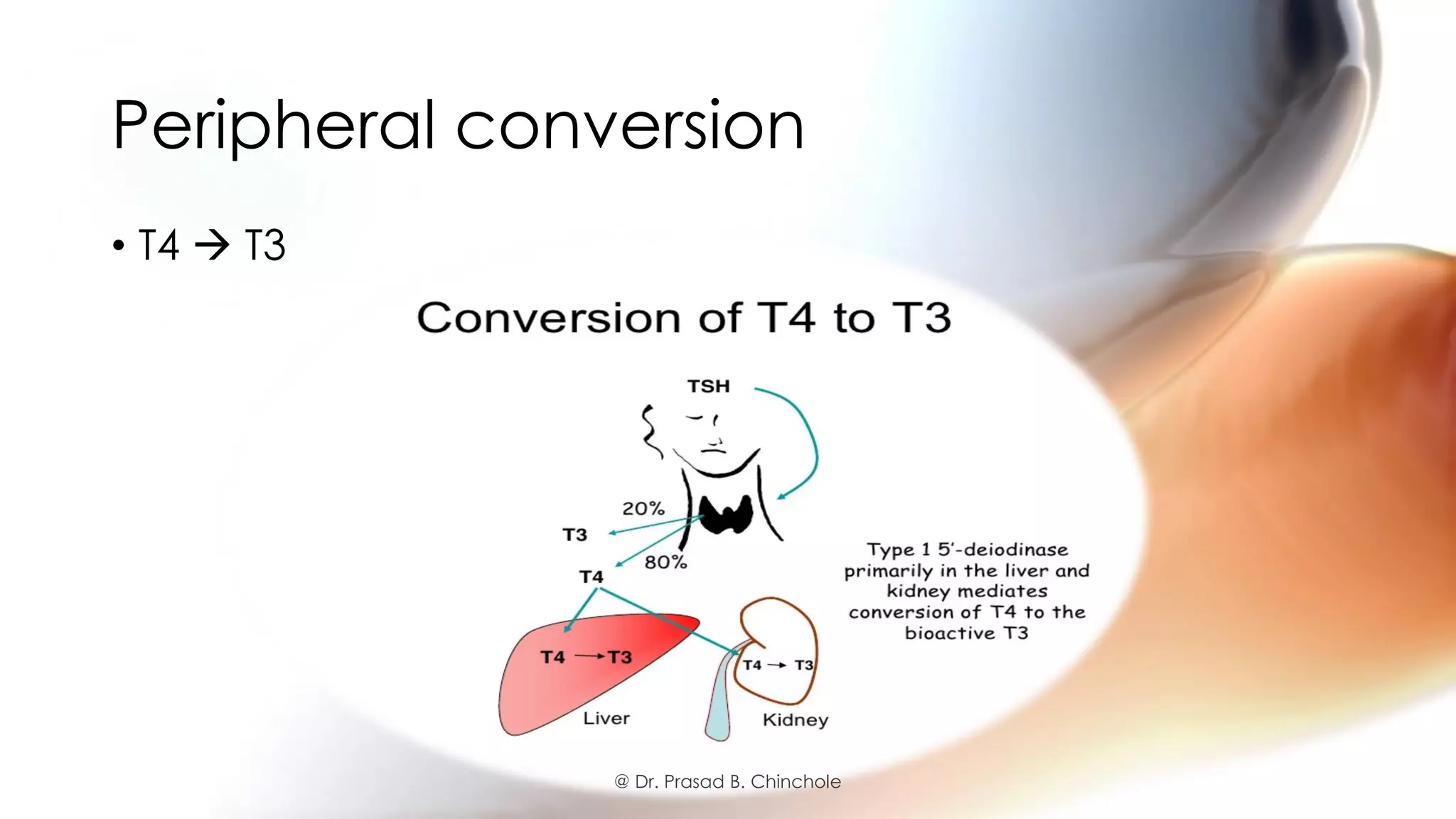 Thyroid | PDF
