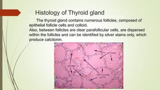 Thyroid | PPTX
