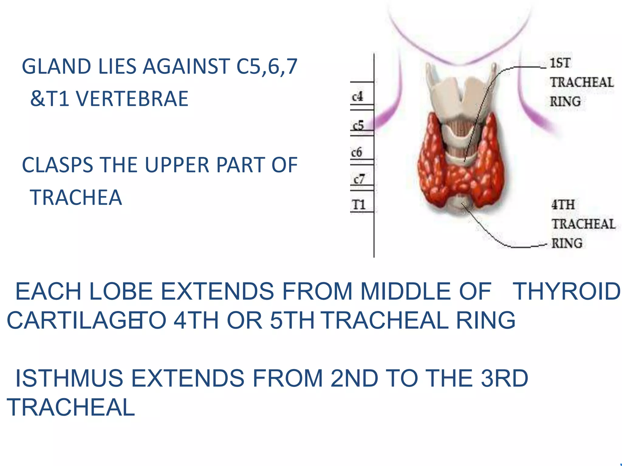 THYROID.pptx | Thyroid Disorders | Endocrine and Metabolic Diseases