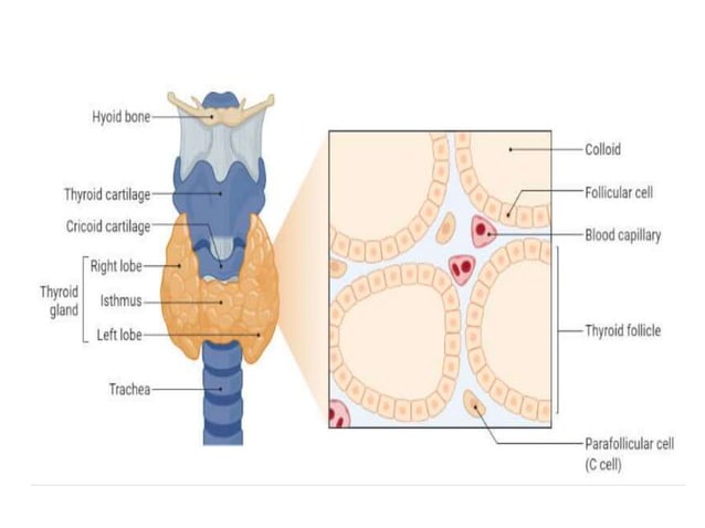 THYROID - cytology pptx | PPTX | Thyroid Disorders | Endocrine and Metabolic Diseases