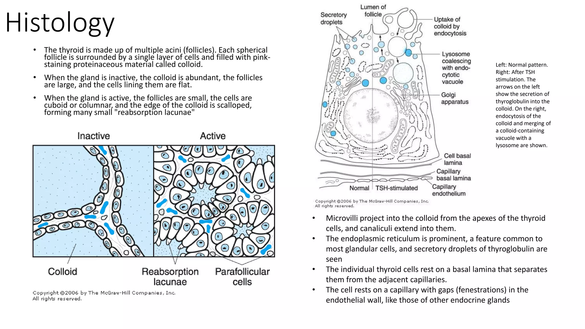 Thyroid.pptx | Thyroid Disorders | Endocrine and Metabolic Diseases