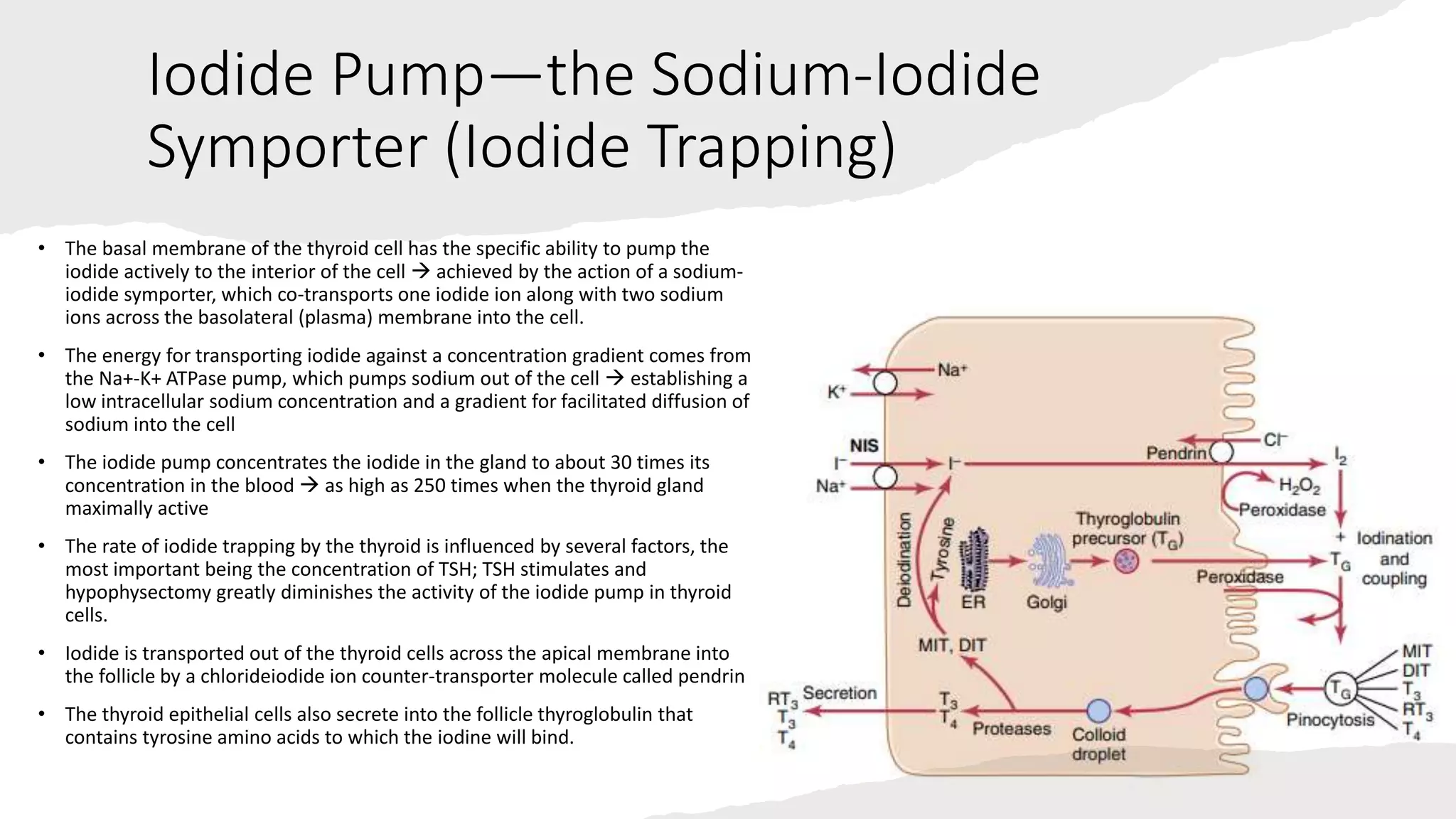 Thyroid.pptx | Thyroid Disorders | Endocrine and Metabolic Diseases