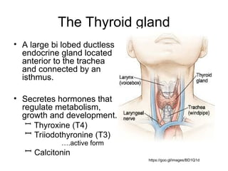 thyroid hormones, hyper/hypofunction.ppt