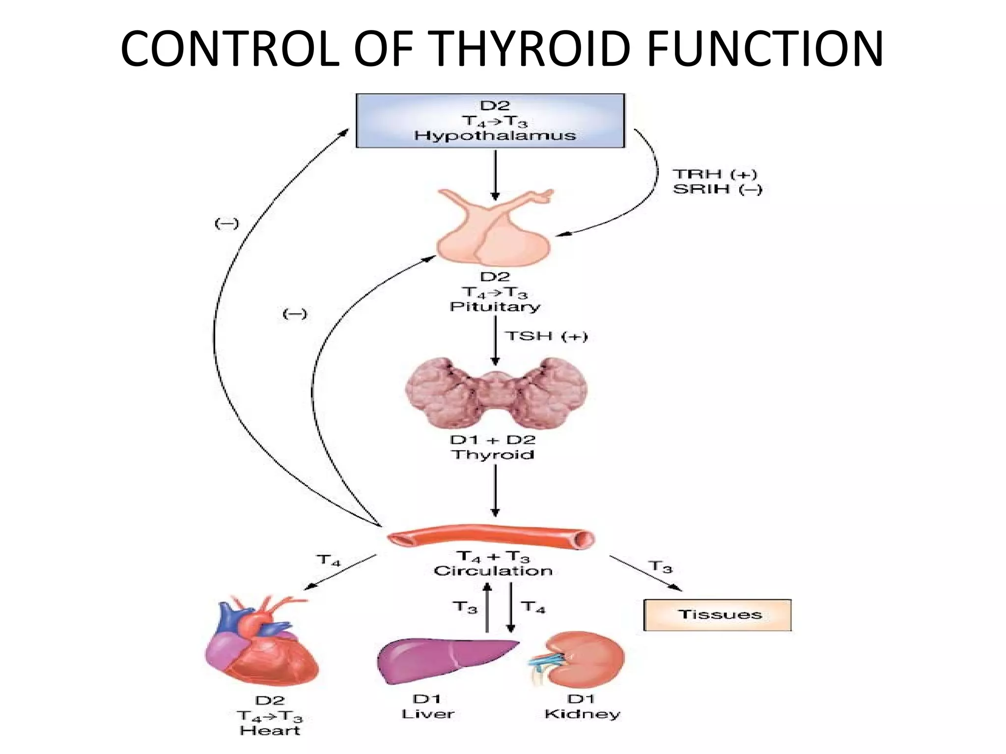 Thyroid functions and disorders presentation | PPT