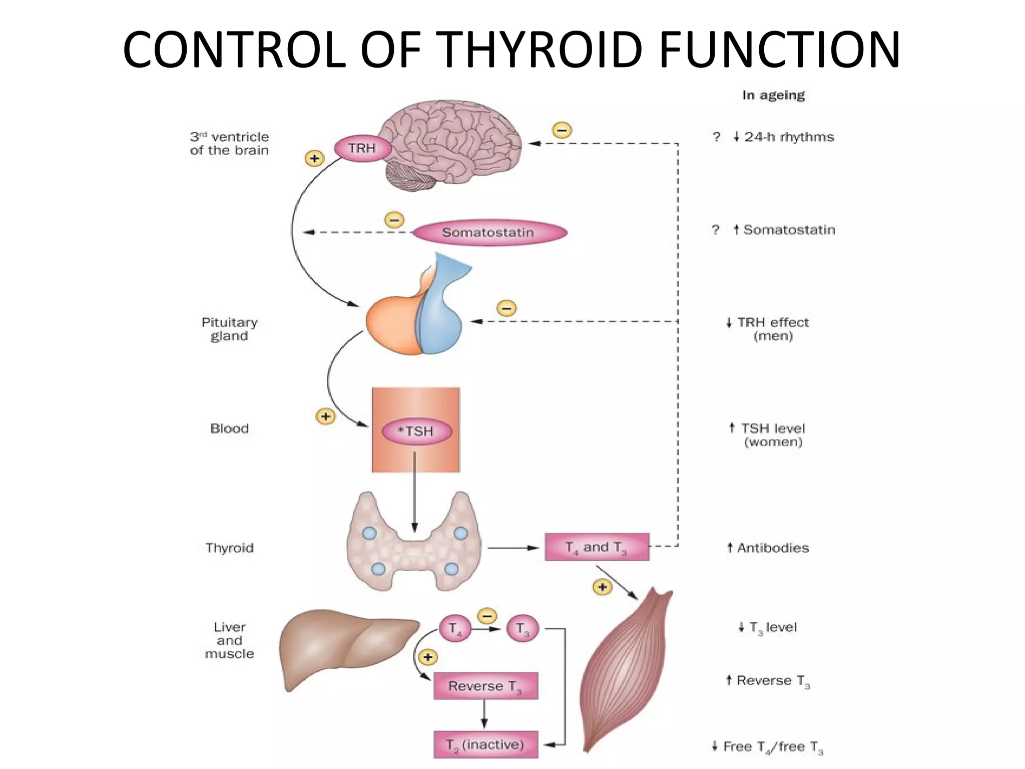 Thyroid functions and disorders presentation | PPT