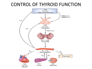 Thyroid functions and disorders presentation | PPT