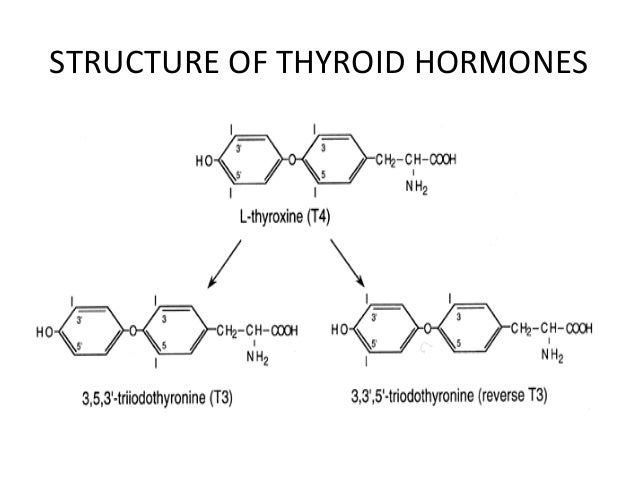 Thyroid functions and disorders presentation