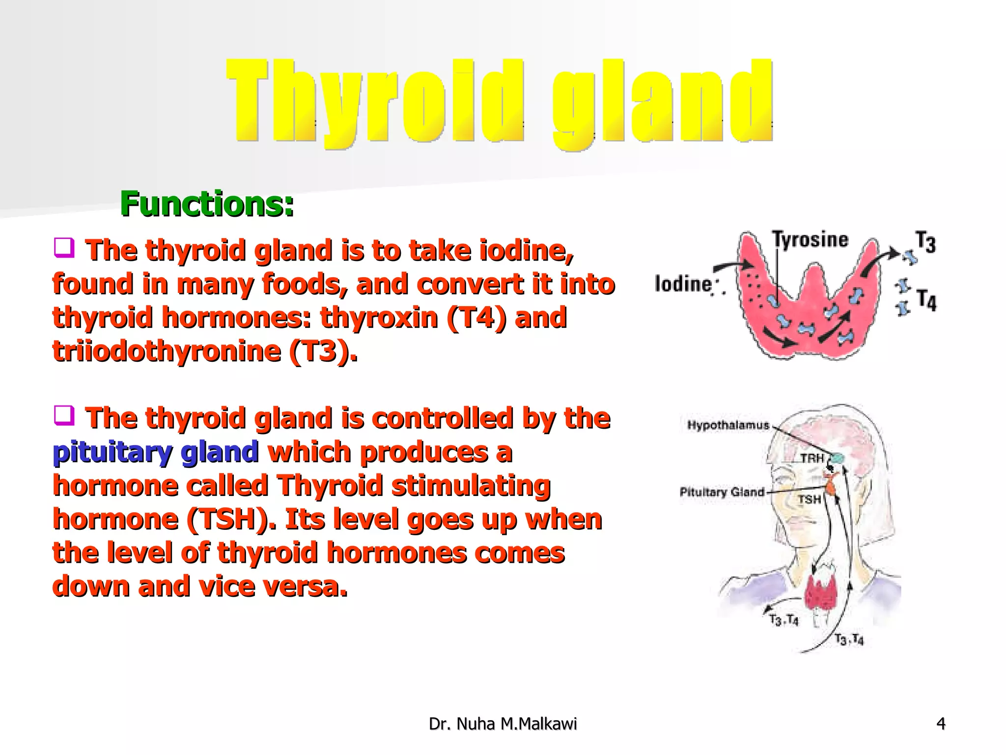 Thyroid Gland | PPS