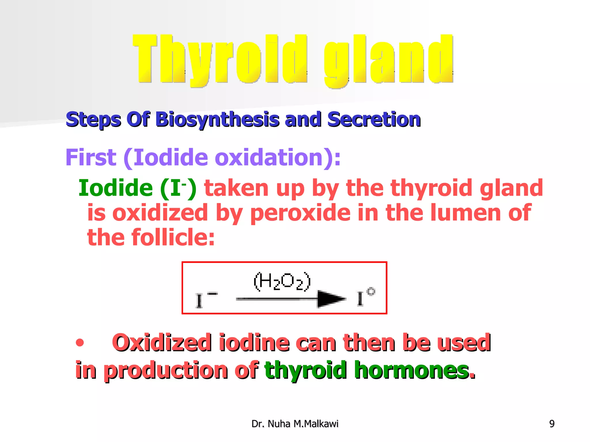 Thyroid Gland | PPS