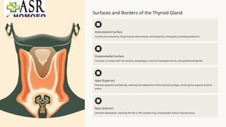 Thyroid-Gland-Anatomy-and-Clinical-Significance.pptx_20251116_143951 ...