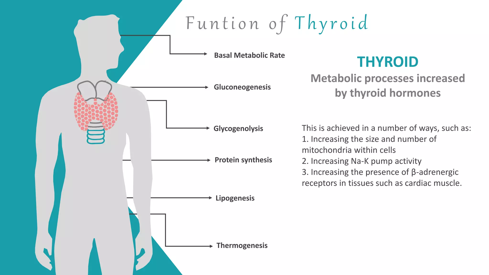 Thyroid-Template-slidesppt.net_.pptx