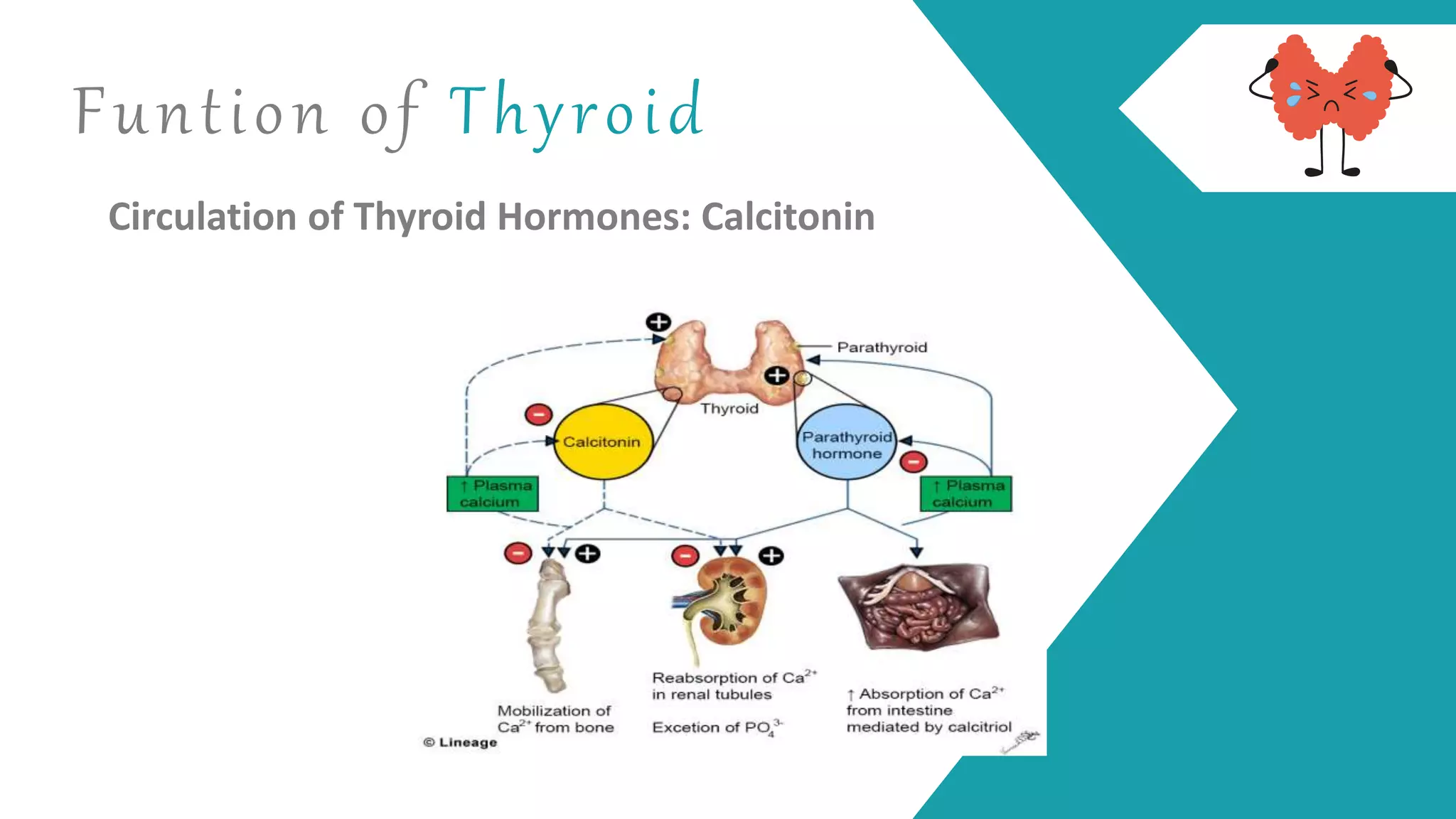 Thyroid-Template-slidesppt.net_.pptx