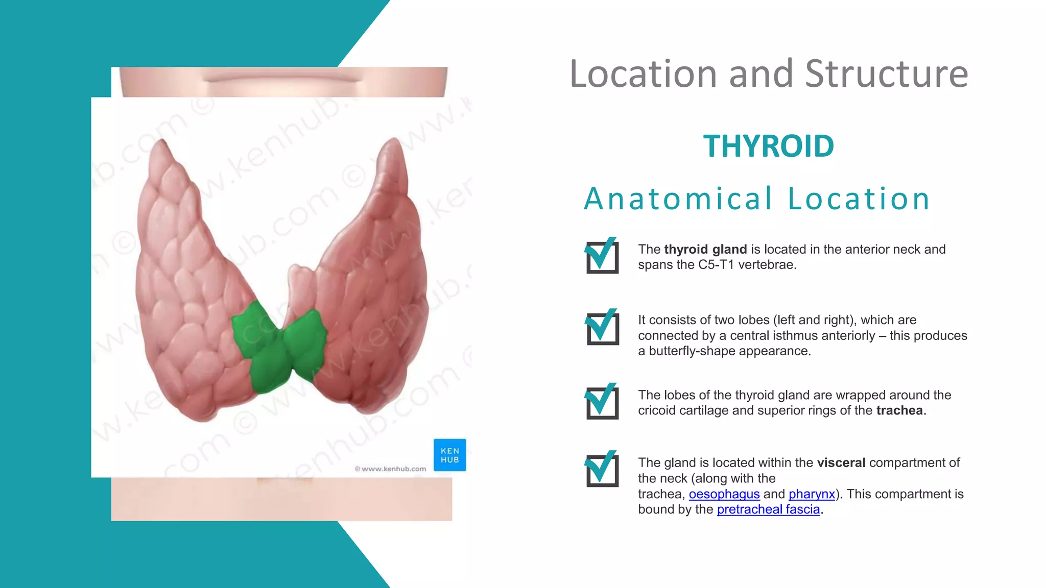 Thyroid-Template-slidesppt.net_.pptx