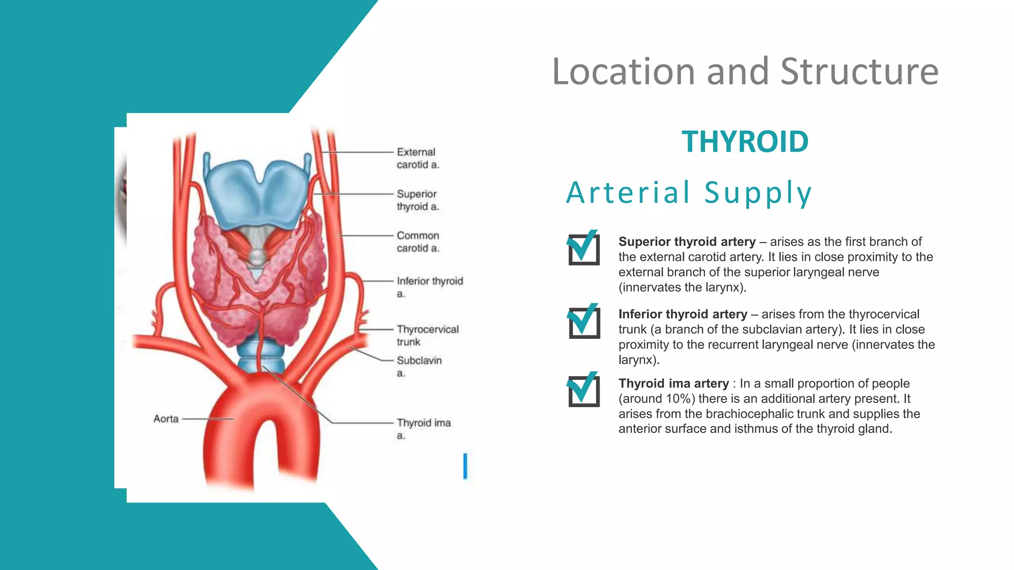 Thyroid-Template-slidesppt.net_.pptx
