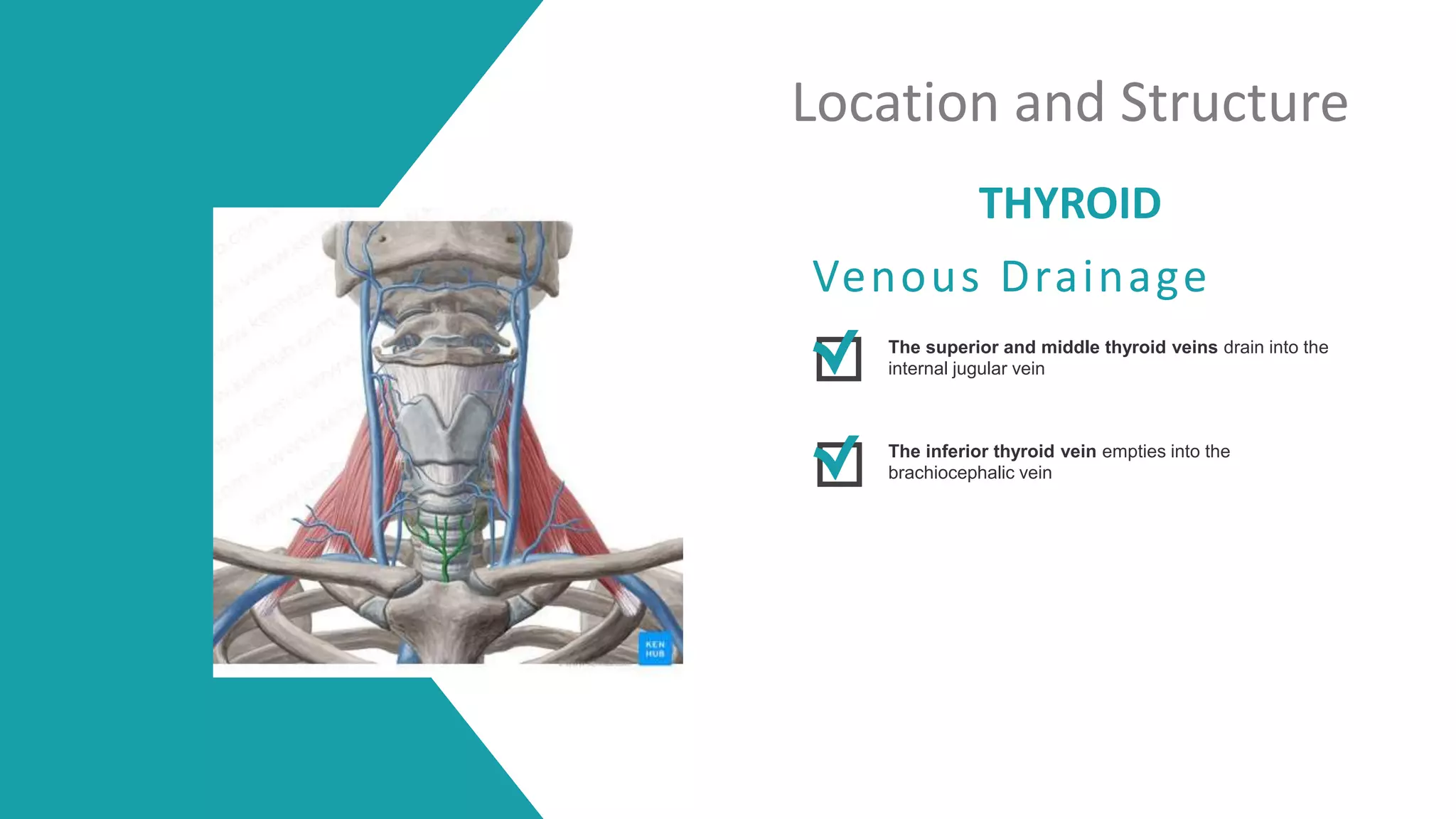 Thyroid-Template-slidesppt.net_.pptx