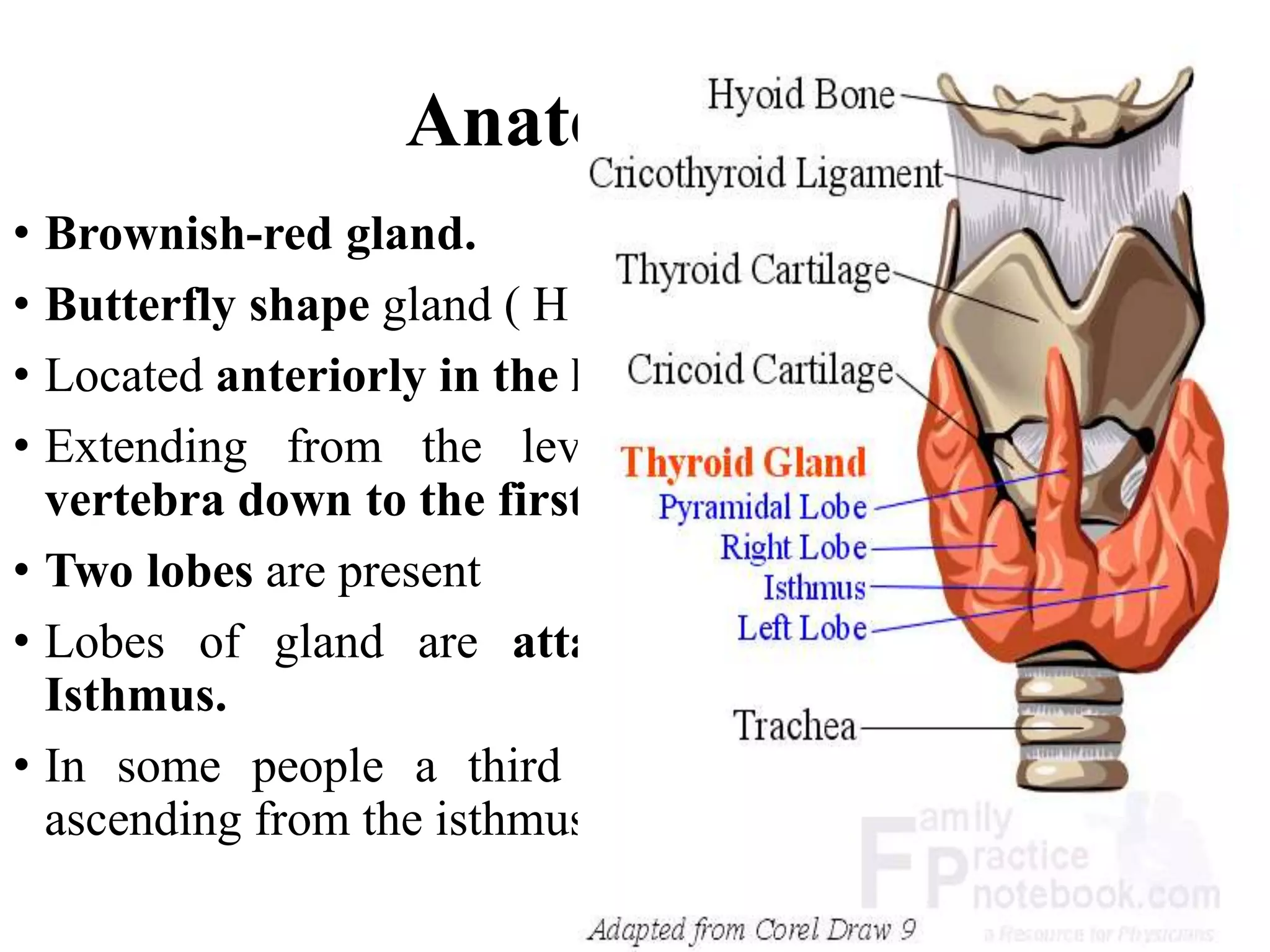 Thyroid gland (anatomy and physiology) biochemical basis | PPTX