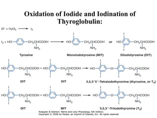 Thyroid gland (anatomy and physiology) biochemical basis | PPTX