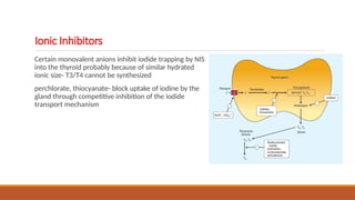 Thyroid hormone synthesis and antithyroid drugs | PPT