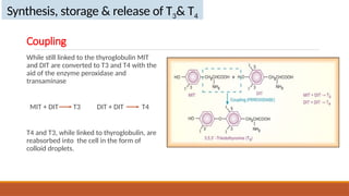 Thyroid hormone synthesis and antithyroid drugs | PPTX