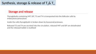 Thyroid hormone synthesis and antithyroid drugs | PPTX