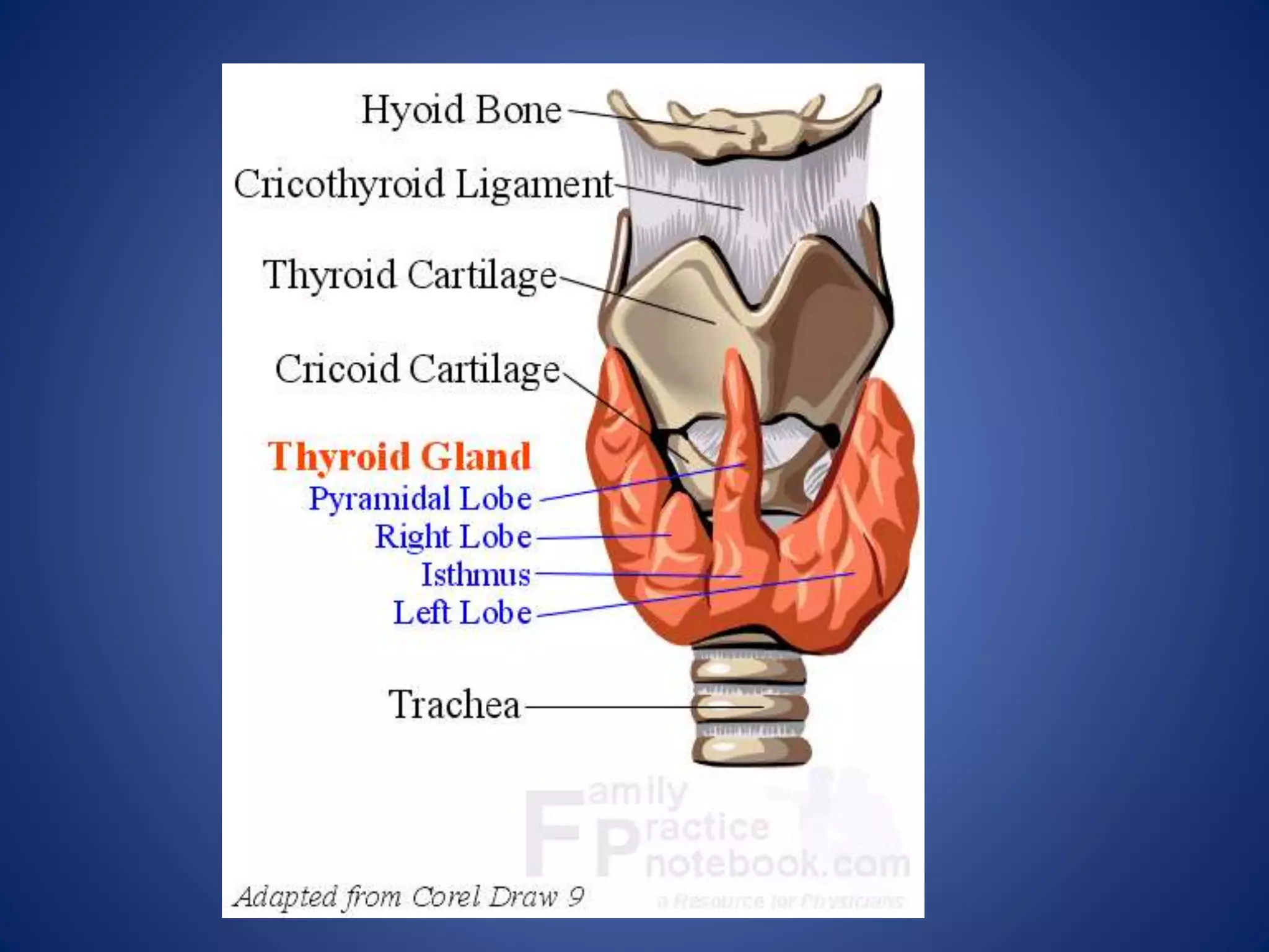 Thyroid anatomy and physiology | PPTX