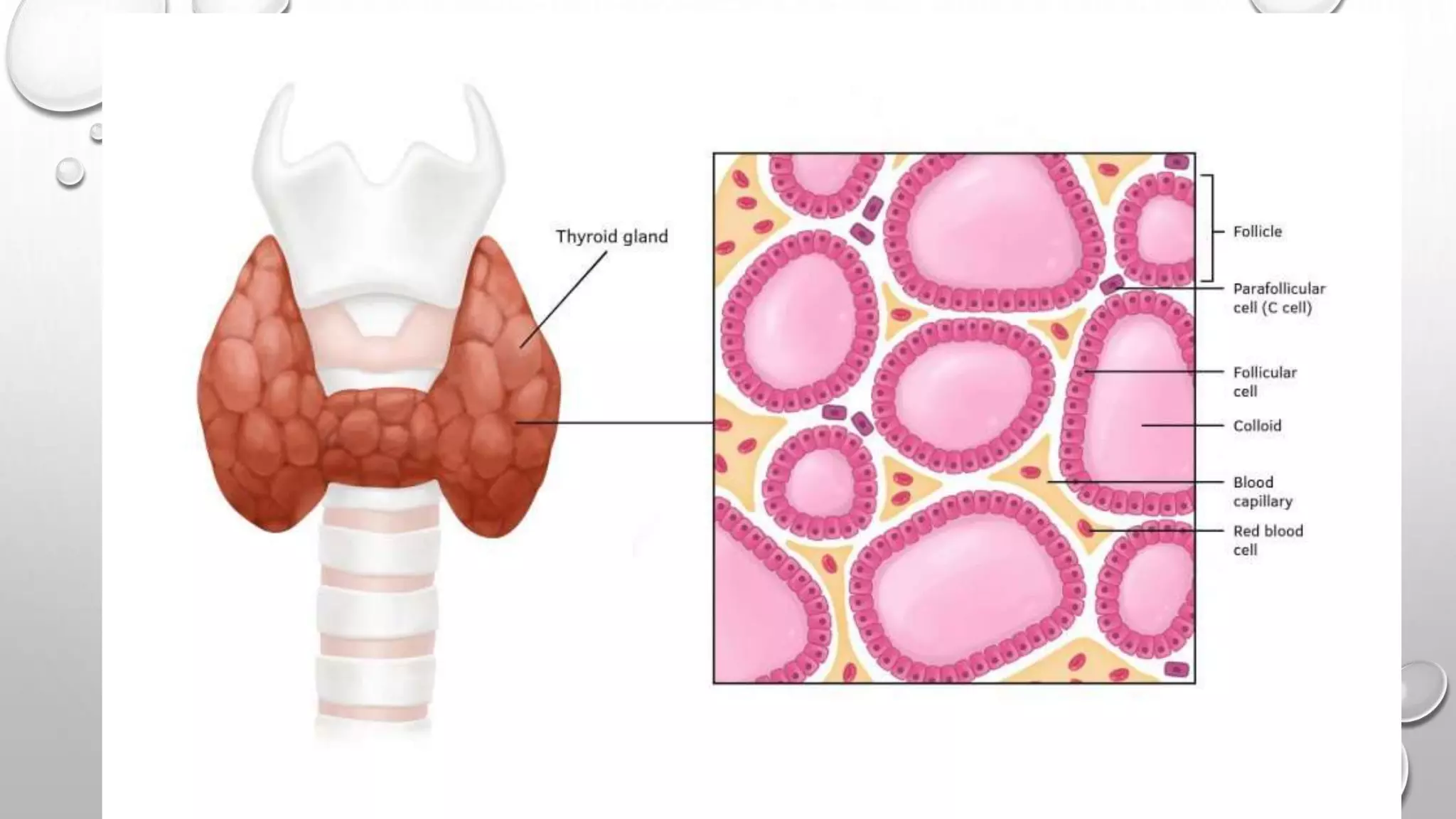 Thyroid gland :- structure and function | PPTX