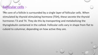 Thyroid gland :- structure and function | PPTX