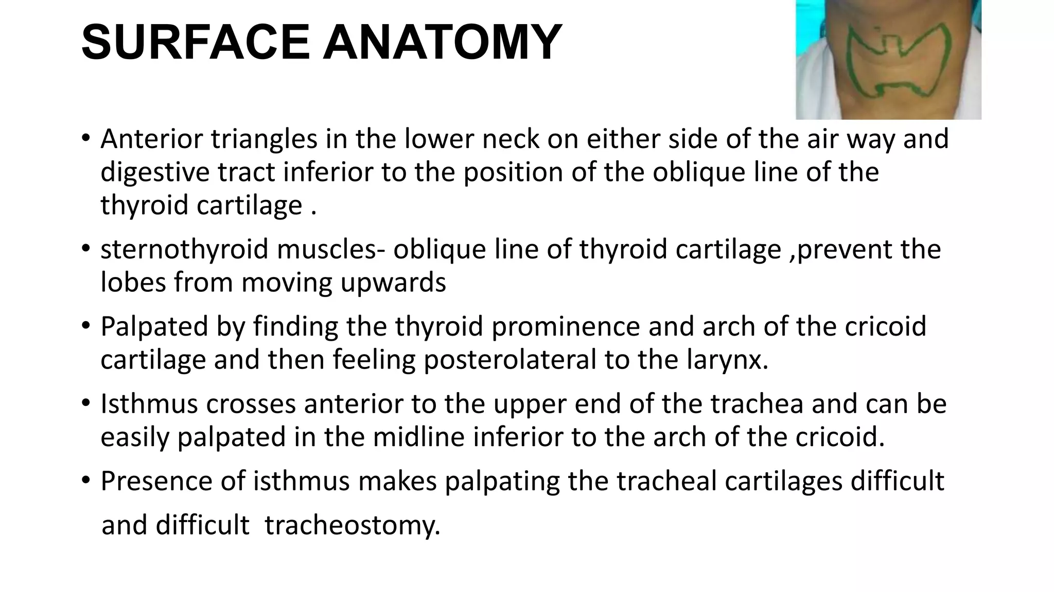 anatomy OF THYROID GLAND | PPTX