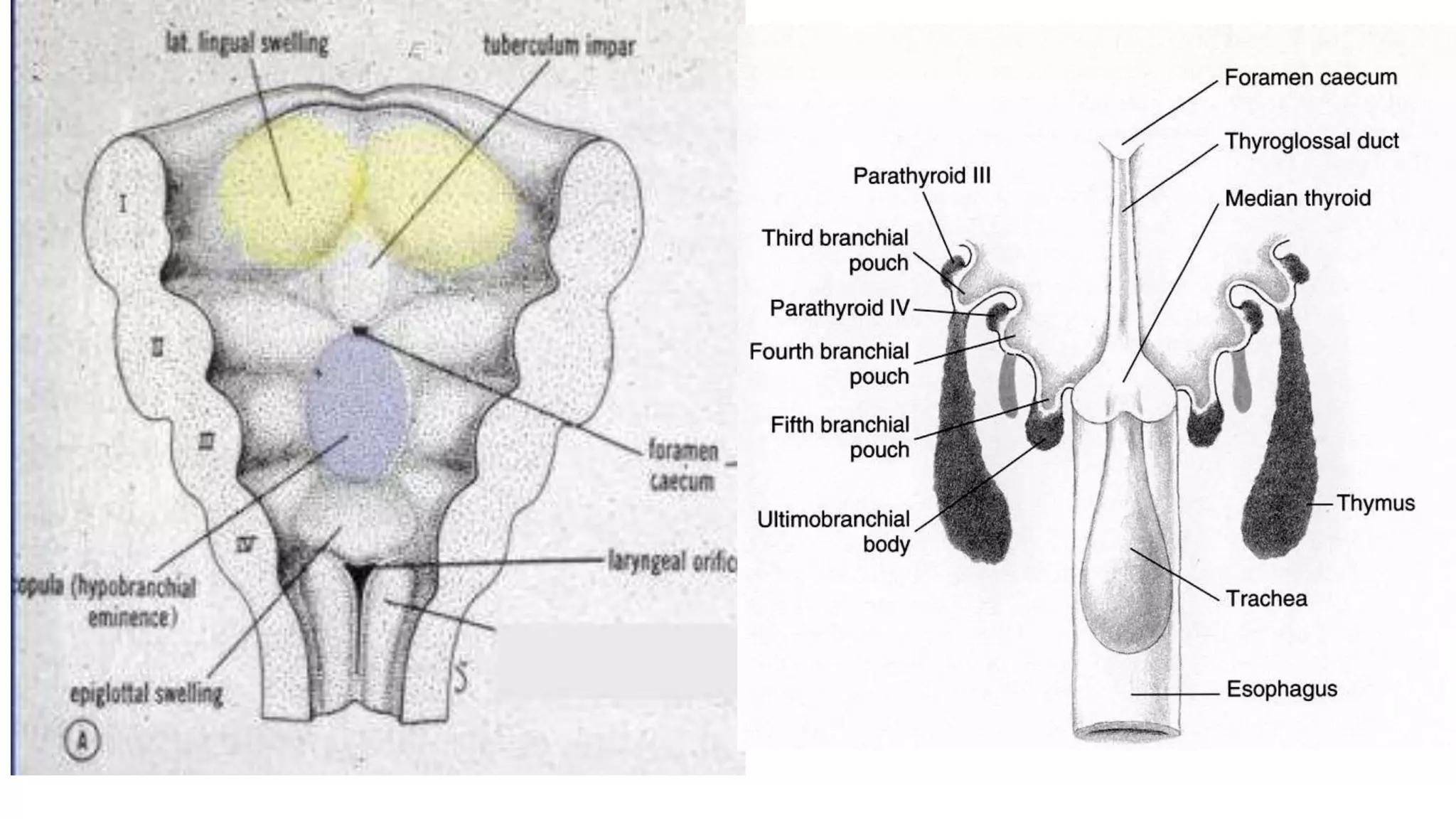 anatomy OF THYROID GLAND | PPTX