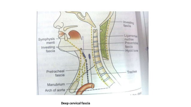 Thyroid Cartilage Oblique Line
