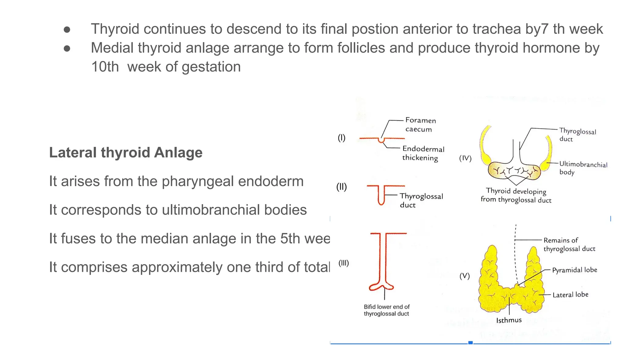 Thyroid anatomy power point presentation | PPT
