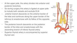 Thyroid anatomy power point presentation | PPTX