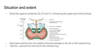 Thyroid anatomy power point presentation | PPTX