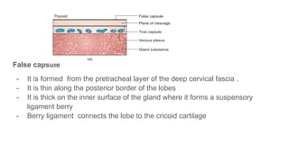 Thyroid anatomy power point presentation | PPTX