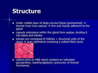 Thyroid Anatomy.ppt