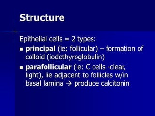 Thyroid Anatomy.ppt